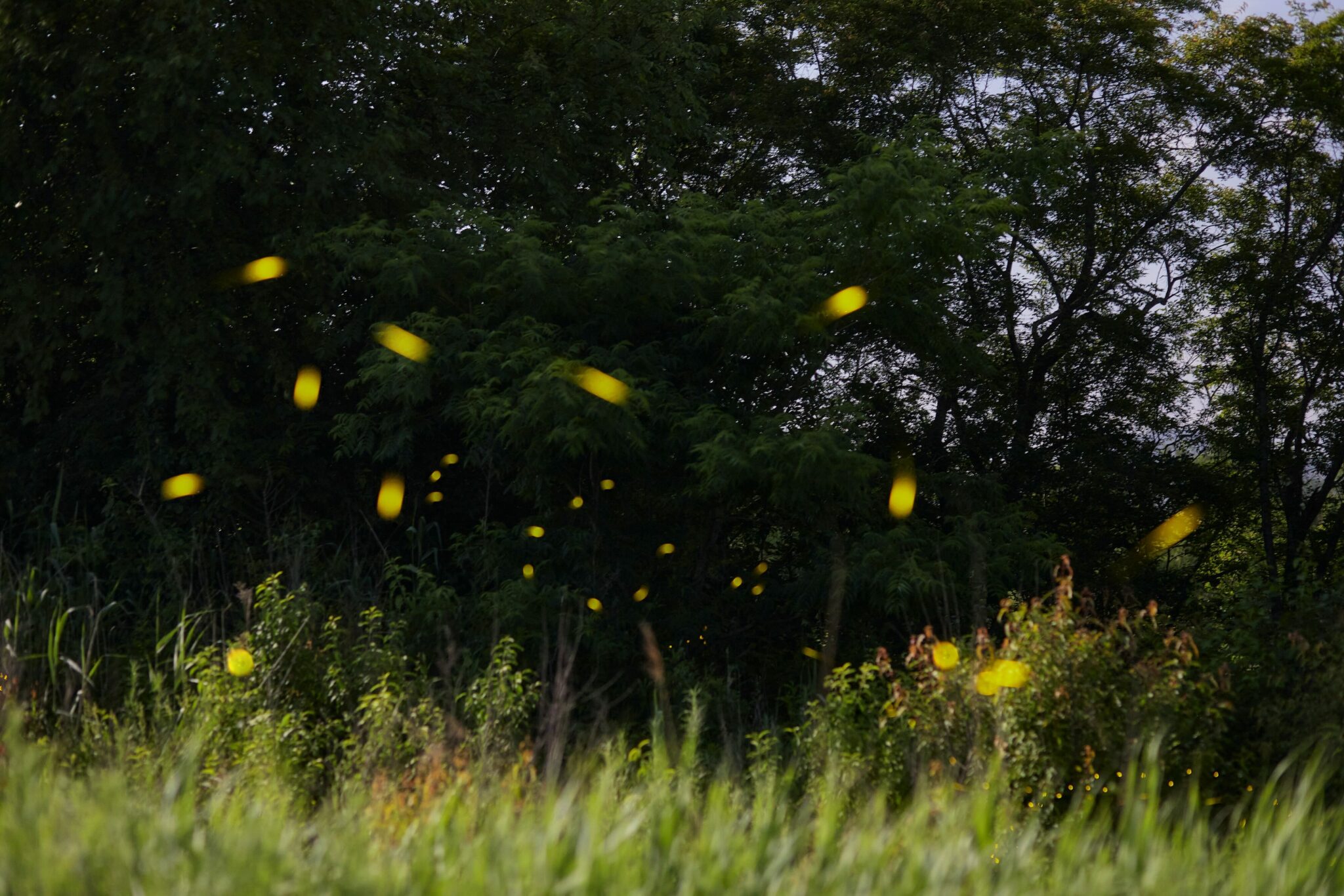 Fireflies at risk of extinction are pop culture phenomenons in the U.S ...
